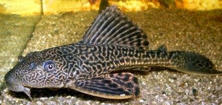 Ikan Bandaraya - Kelebihan dan Kekurangannya ~ cichlids