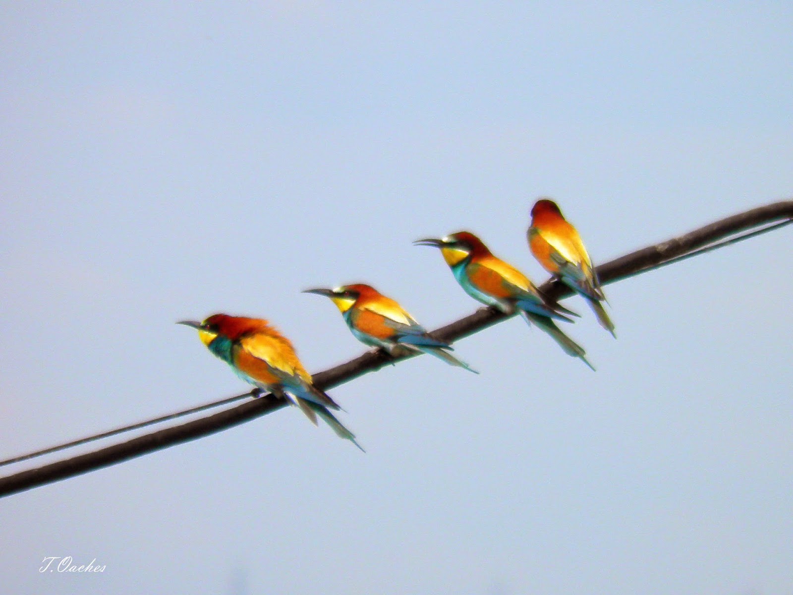 PASARI DIN ROMANIA: PRIGORIE, Merops apiaster