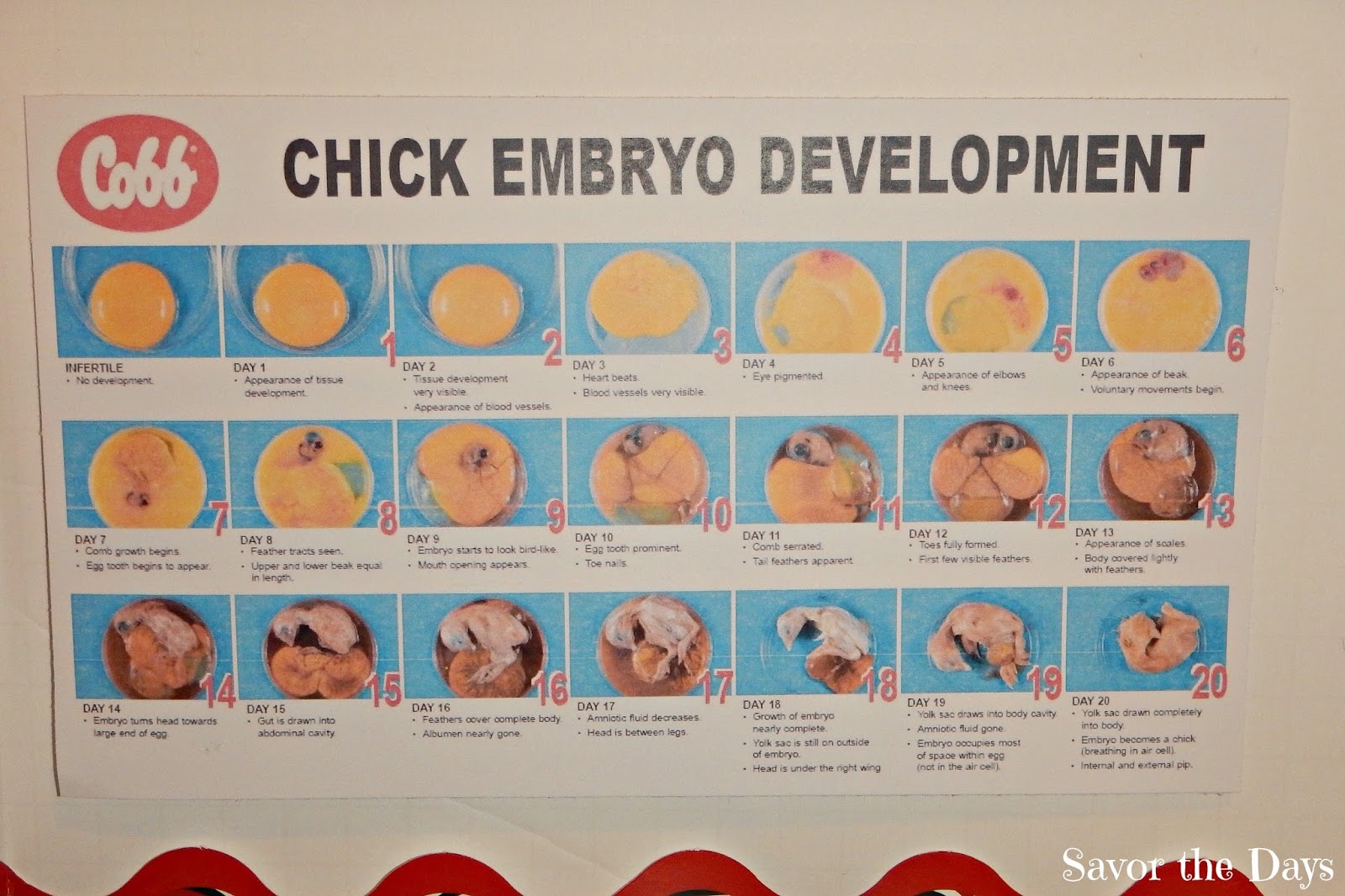 Chicken Embryo Development Chart