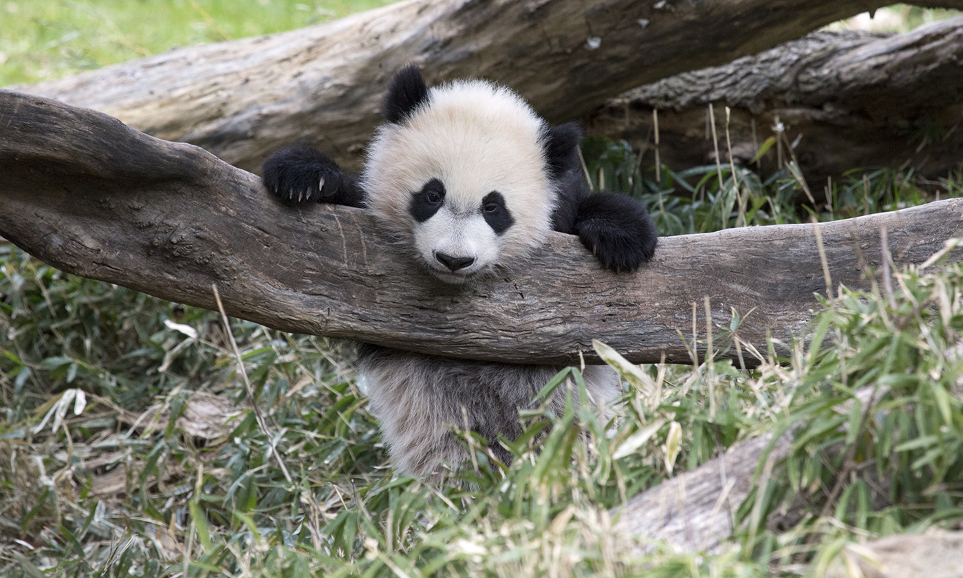 ANIMALS TIME : Panda (Gallery 12)