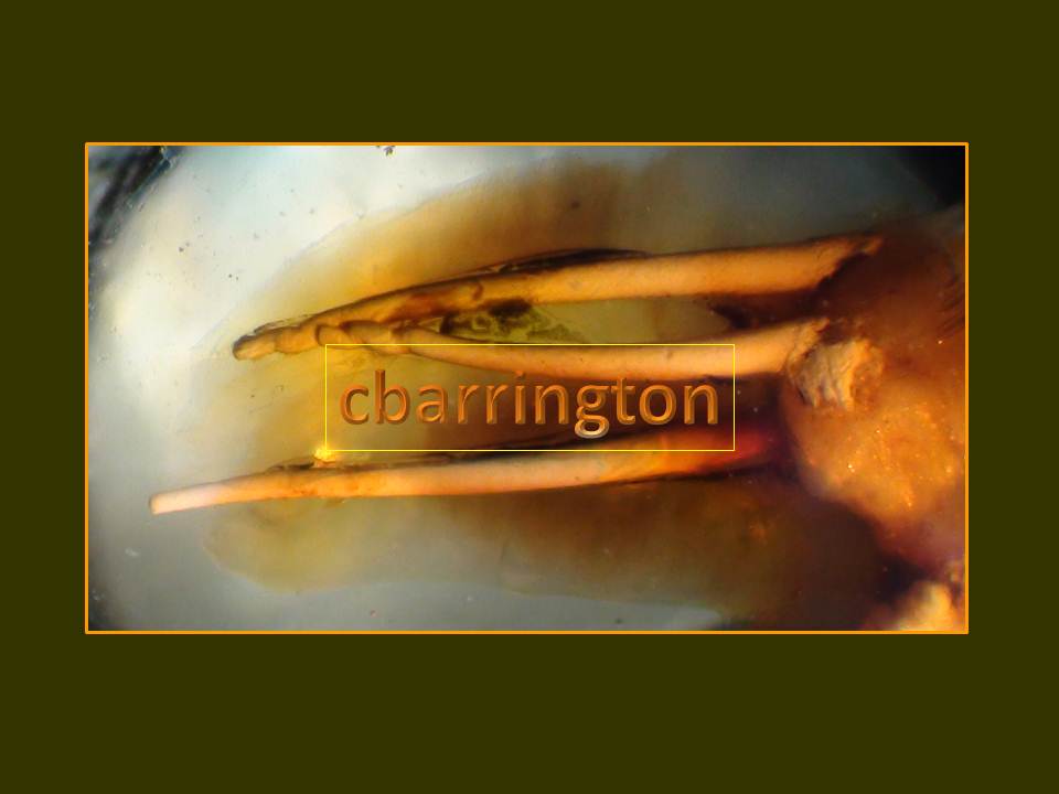 Beautiful images from dr. Craig Barrington ~ Cleared Teeth Blog