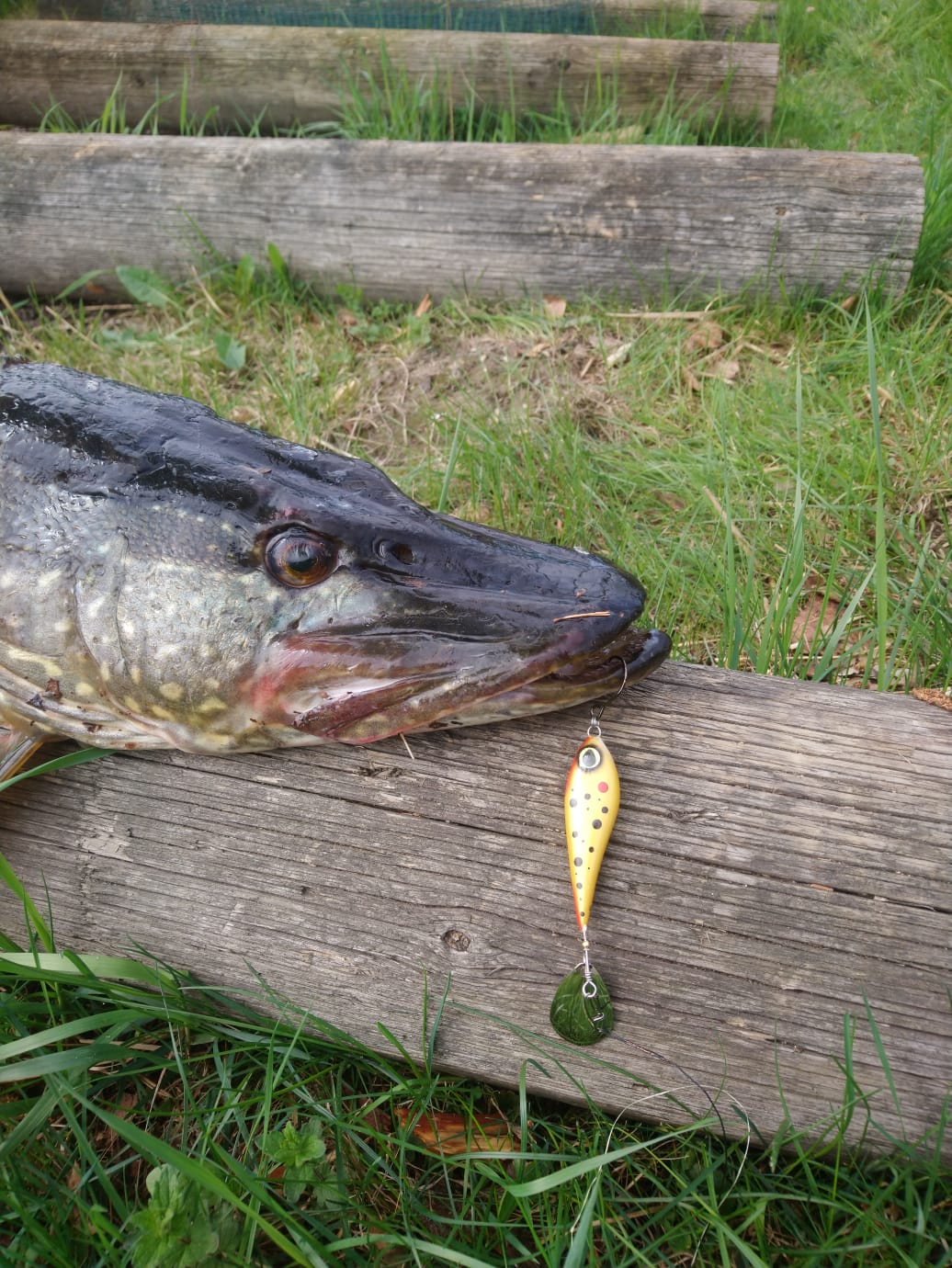 Gnuu vieheet: 20G "24"