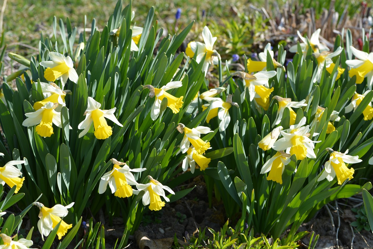 Viie lause päevik: Nartsissid - Narcissus