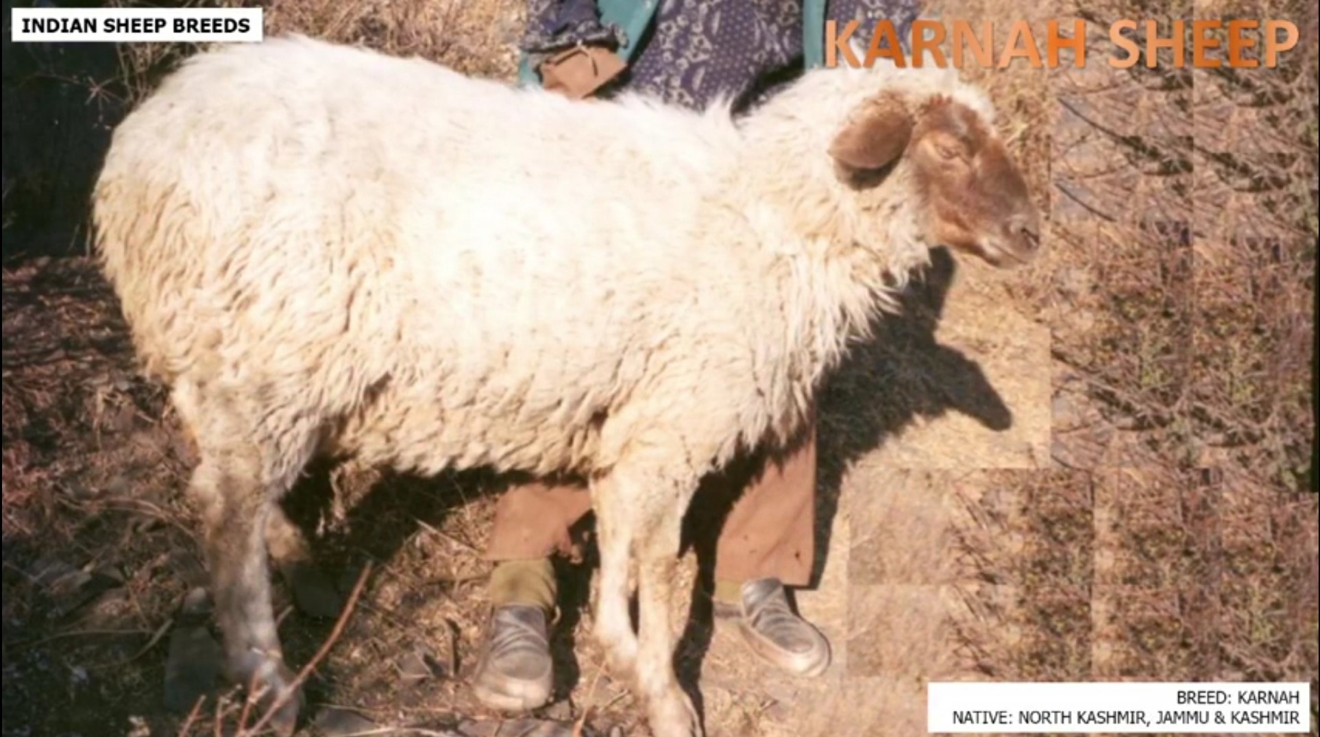 Most Popular Sheep Breeds of India