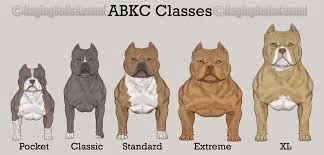 American Bully's How To: The different classes of an American Bully