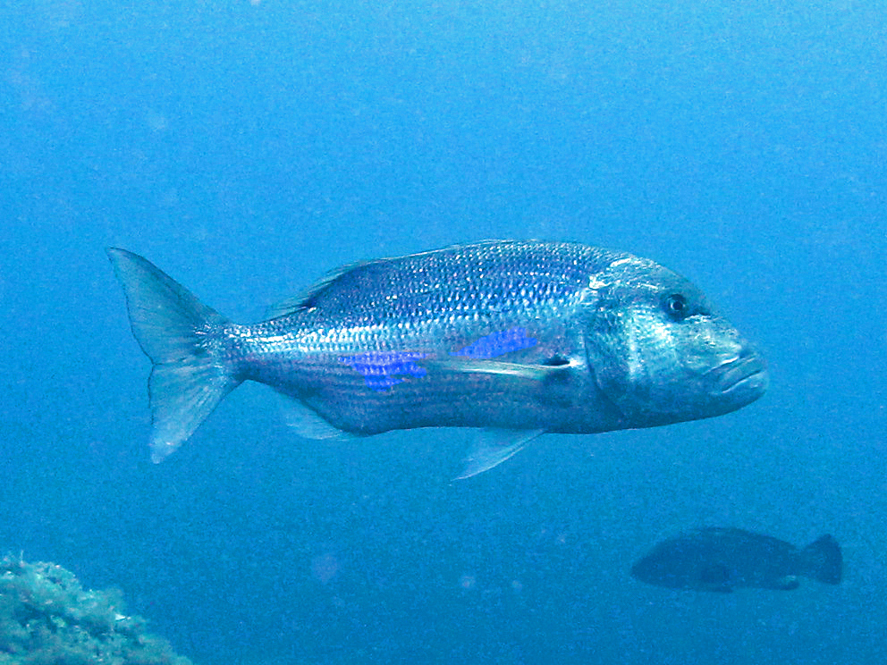 The Beret Project: Dentex Dentex Boinaex