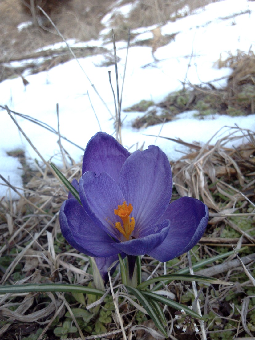 Divinebunbun's Rugged Rural Missouri: The Hummingbirds Are Here