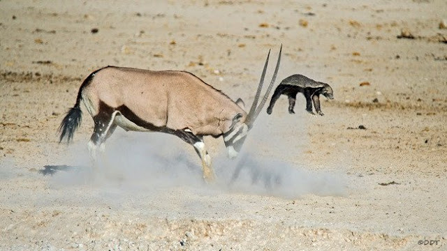 Tấn công linh dương lớn gấp 20 lần, lửng mật bị húc bay - Ruby Book Origami