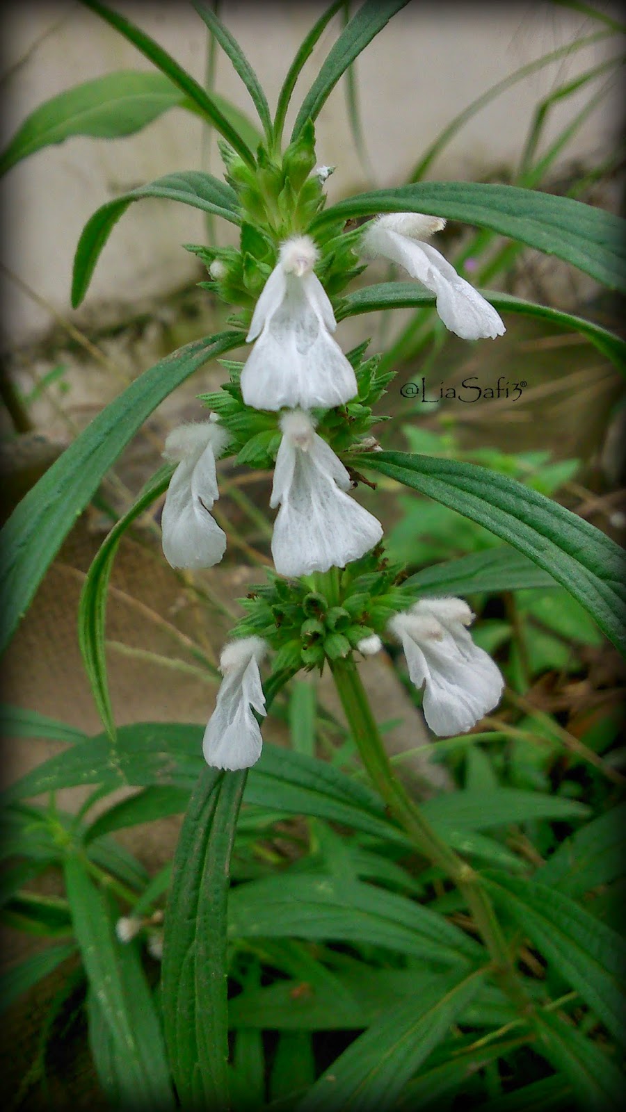 Daun Setan (Leucas lavandulifolia) | GUIDENESIA