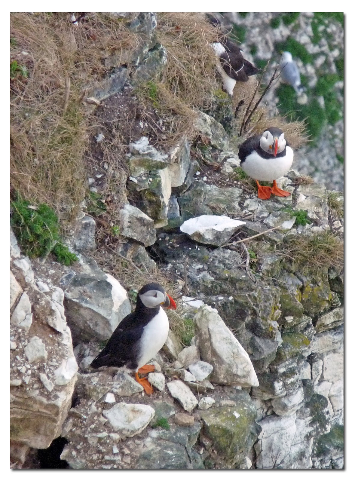 Wild and Wonderful: Beautiful Birds: Puffins at RSPB Bempton Cliffs