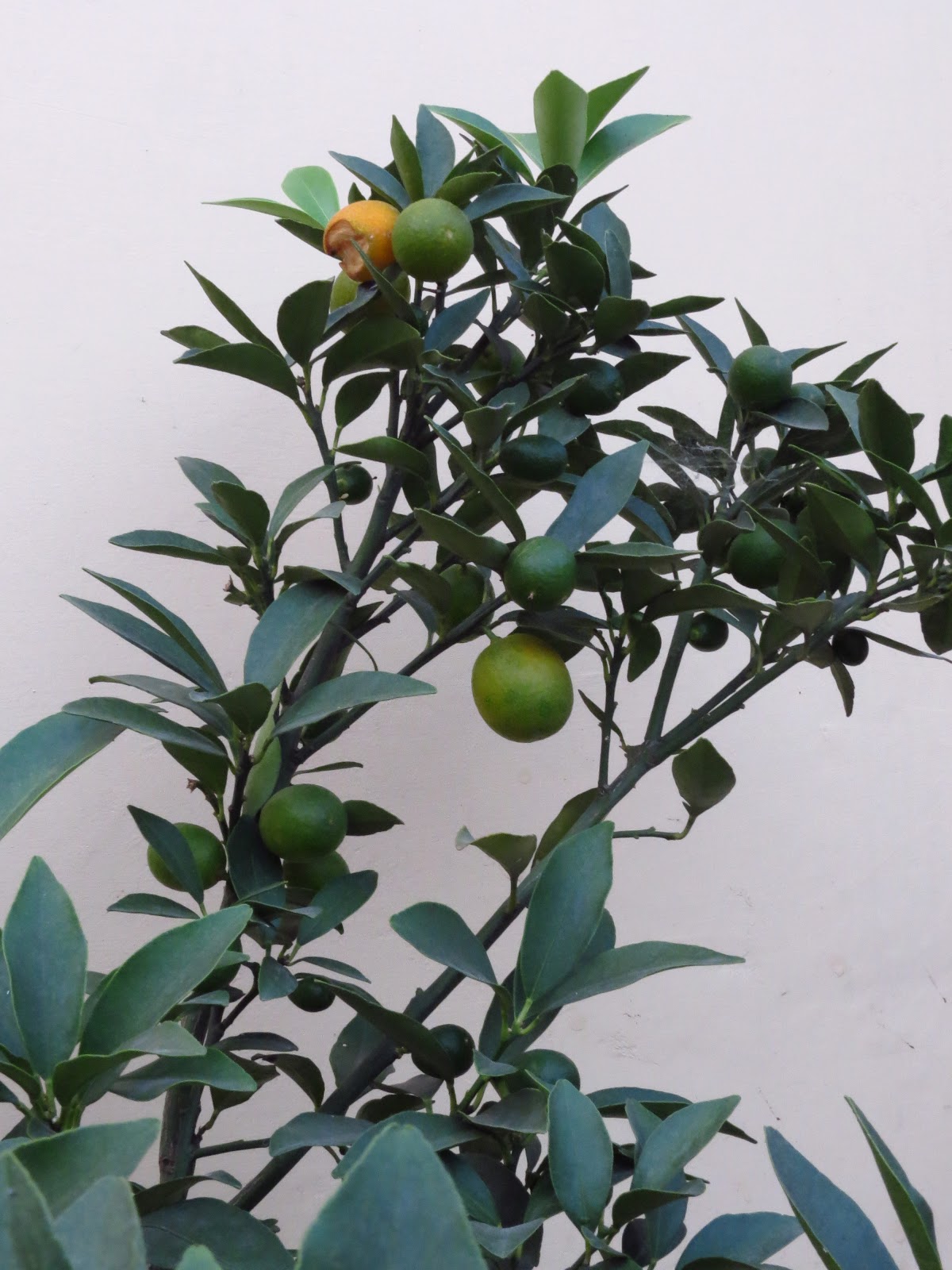 Tabulampot: Jeruk Lemon Cui