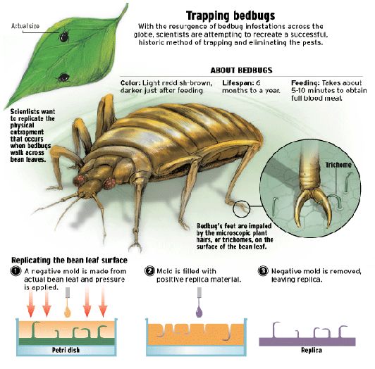 MITIKI -KILIMO KWANZA: PAMBANA NA KUNGUNI KWA KUTUMIA MAJANI YA MAHARAGE