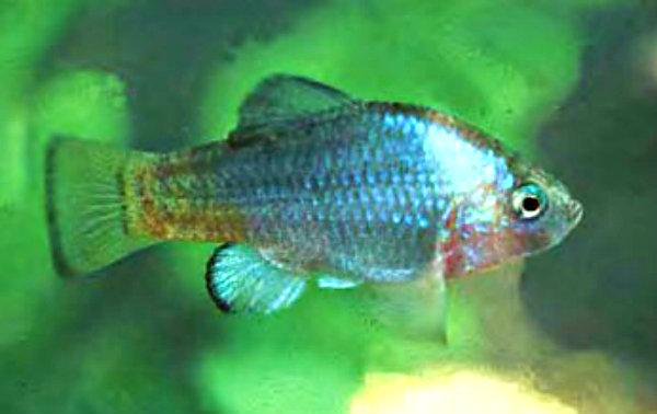 6 Ridiculous Ways Animals Went Extinct - TenBuzzfeed