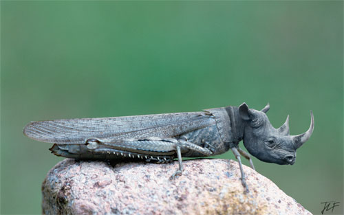 Cute Animals Transformation Photography Illustrations