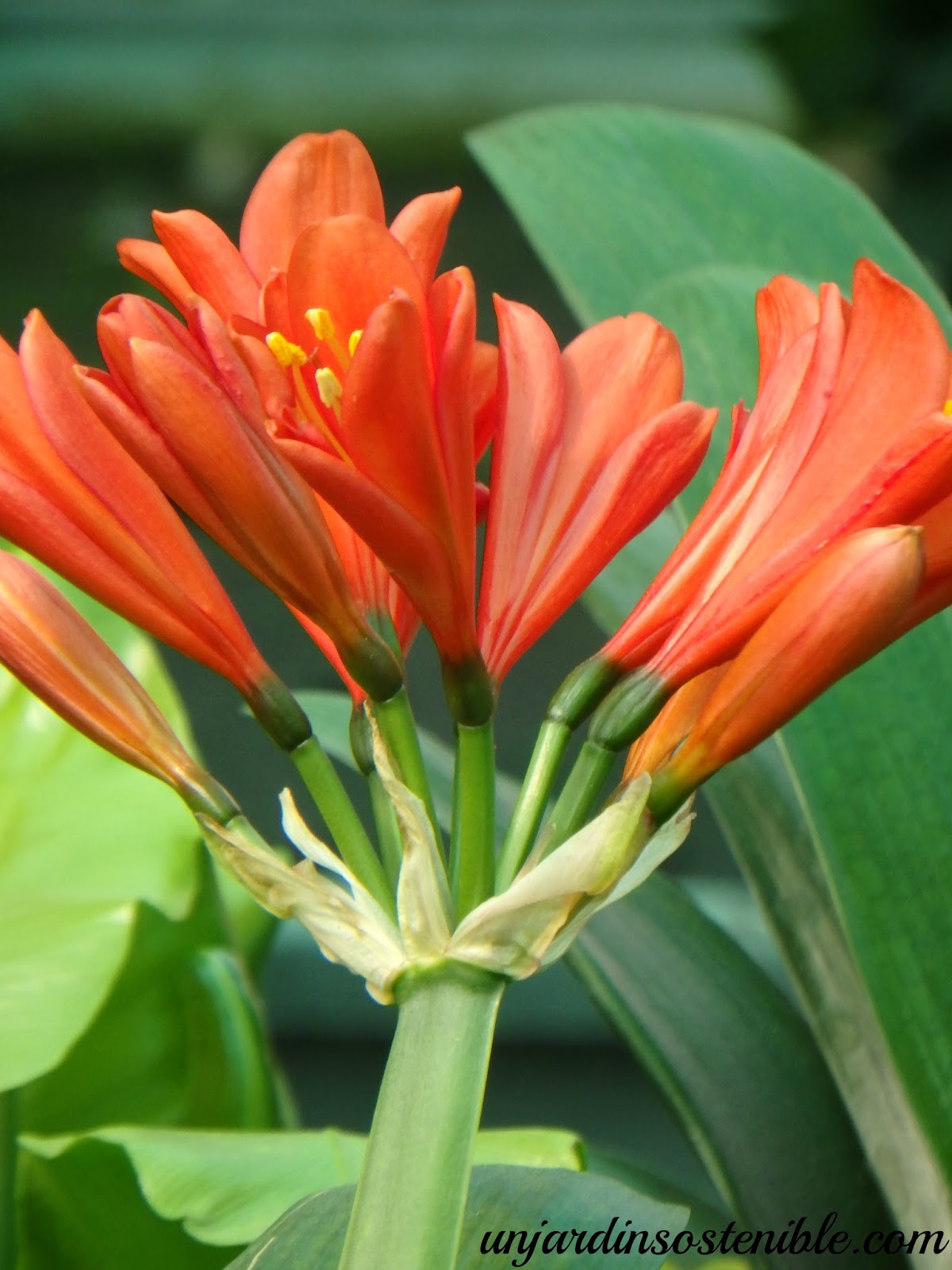 Clivia miniata (Clivia)