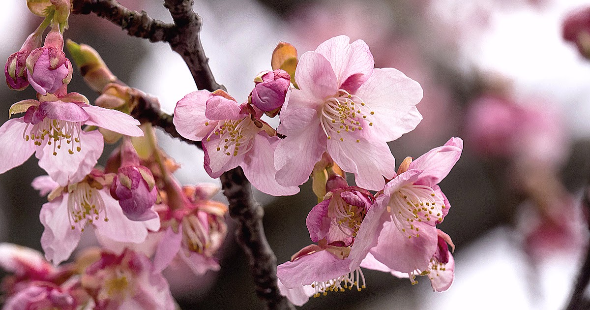 FROM THE GARDEN OF ZEN: Tamanawa-zakura blossoms: Tsurugaoka-hachimangu