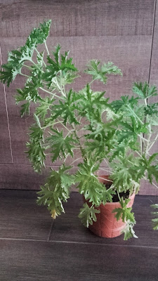 Geranium zwane anginka, cudowna jest to roślinka