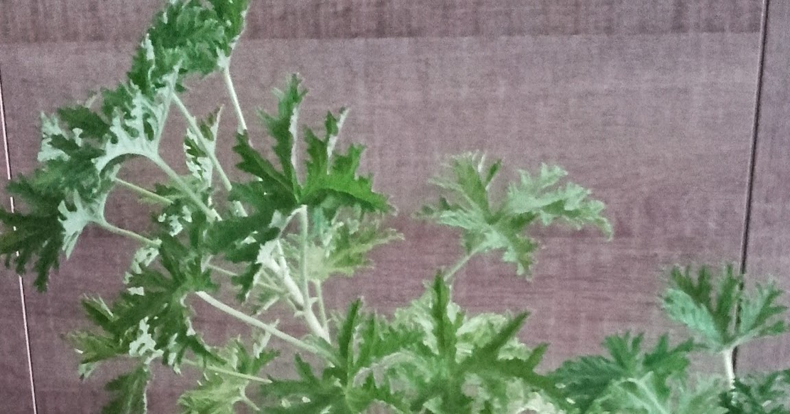 Geranium zwane anginka, cudowna jest to roślinka