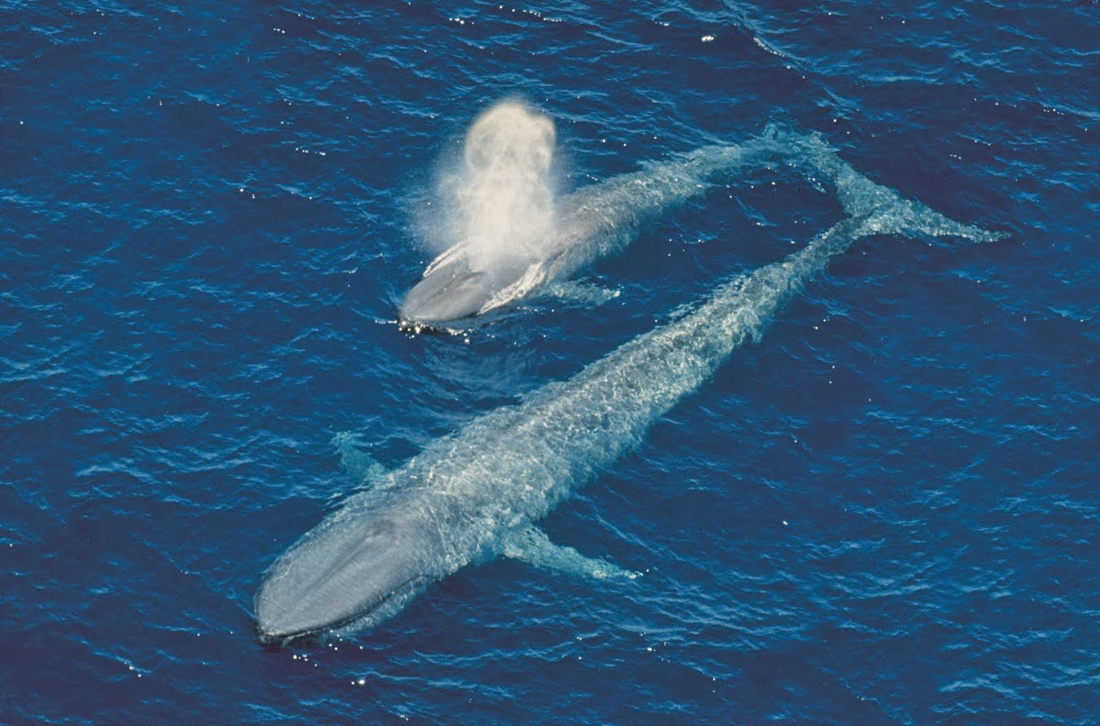 Mamíferos do Mundo: Balaenoptera musculus (Baleia Azul).