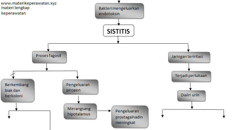 Patofisiologi dan Path Way Sistitis - Materi Siswa