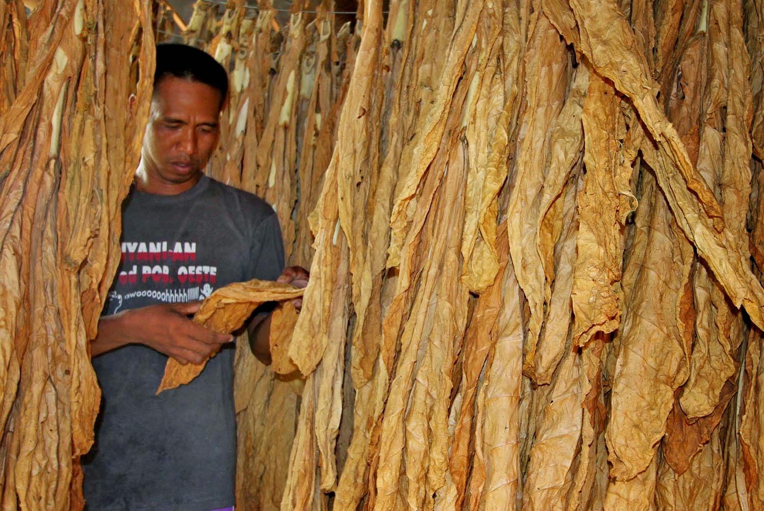 Manipud Kadagiti Editor ti Bannawag: Biag ti Agmulmula iti Tabako