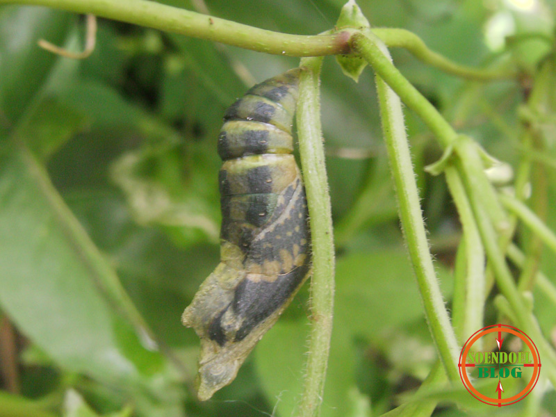 Sundul Langit: Foto Tiga Macam Kepompong