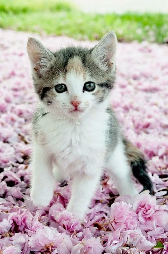 Cute Kitty ~ Stunning nature