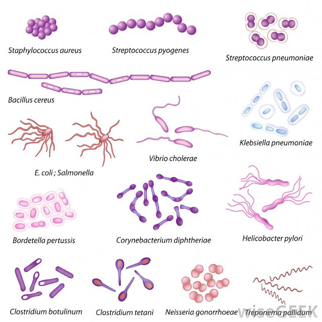 Lecture Notes in Medical Technology: Lecture #1: BACTERIAL CYTOLOGY