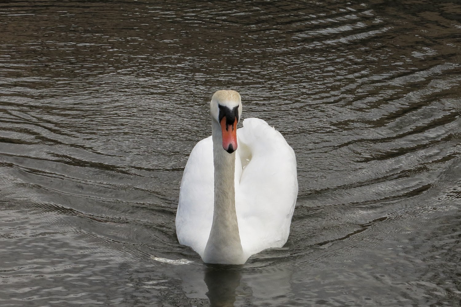 Norman & Norma - A Swan Love Story