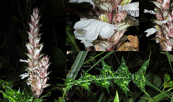 Biodiversity of Sri Lanka: 2021