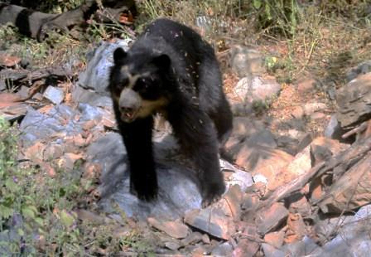 Oso andino de anteojos conoce más de esta especie que habita en Perú