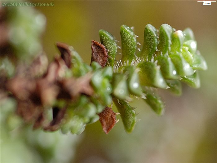 Wild flower of the month: March: Purple Saxifrage