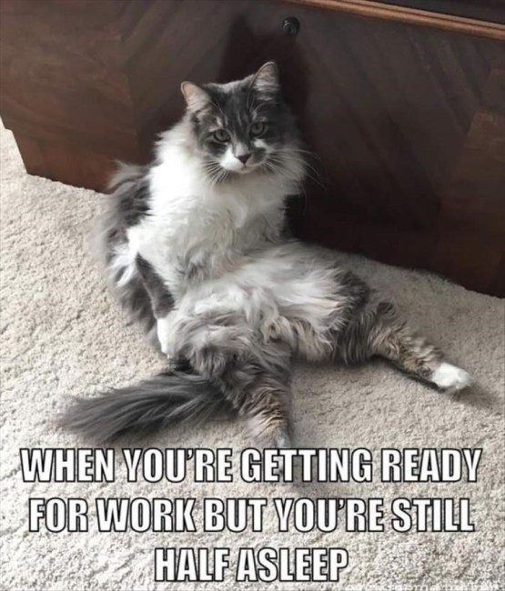 20 Cat Memes To Make You Laugh Until You Cry