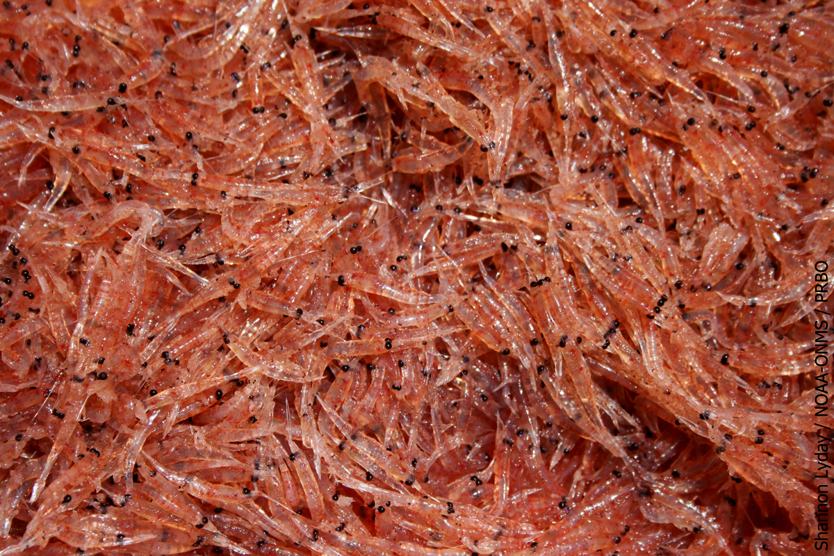 The Aquaculturists: New study confirms Antarctic Krill meal in European ...