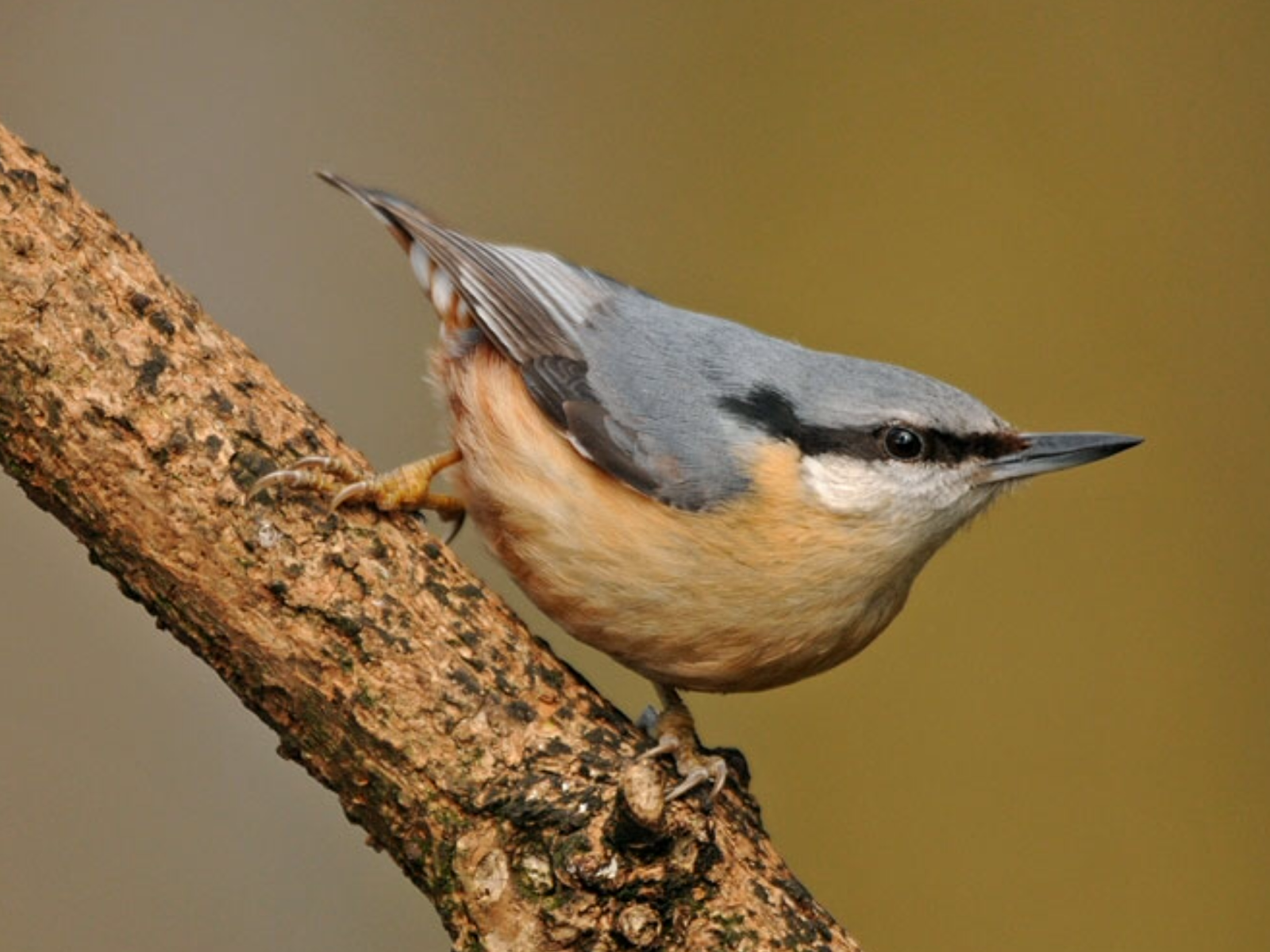 Worcester College Gardeners 2009-2018: Bird Species Number 53, The Nuthatch