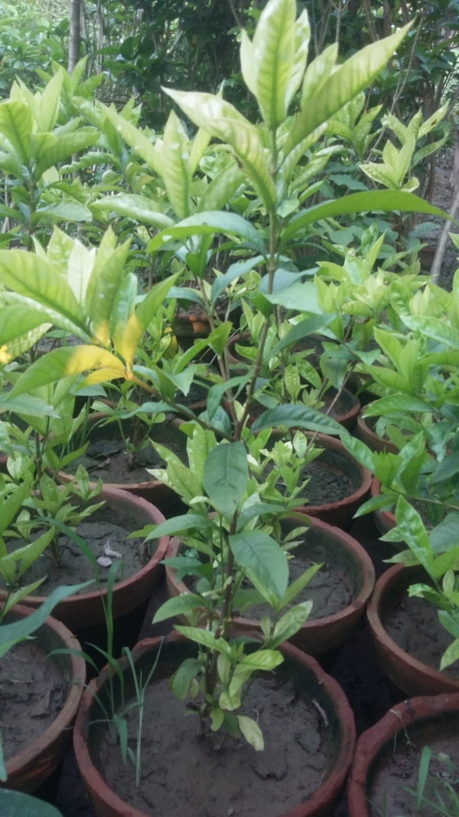 GreenWorld Nursery Farm Pattoki : GARDINIA