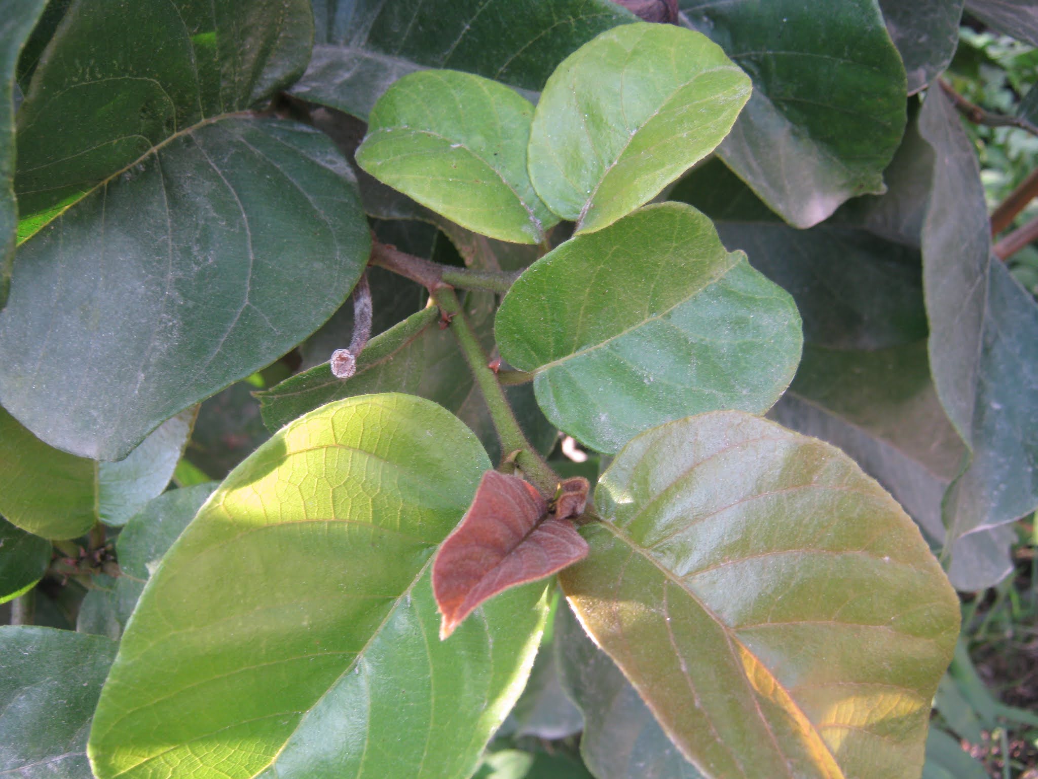 Silviculture of Trees Artocarpus Lakoocha (Badahar)