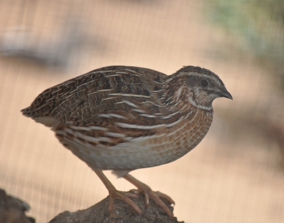 ZOOTOGRAFIANDO (6.100 ANIMALS): CODORNIZ COMÚN / COMMON QUAIL (Coturnix ...