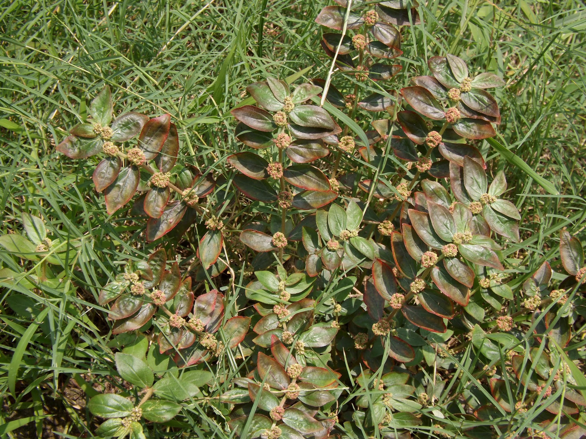 Boro dudhia or Asthma plant, Euphorbia hirta