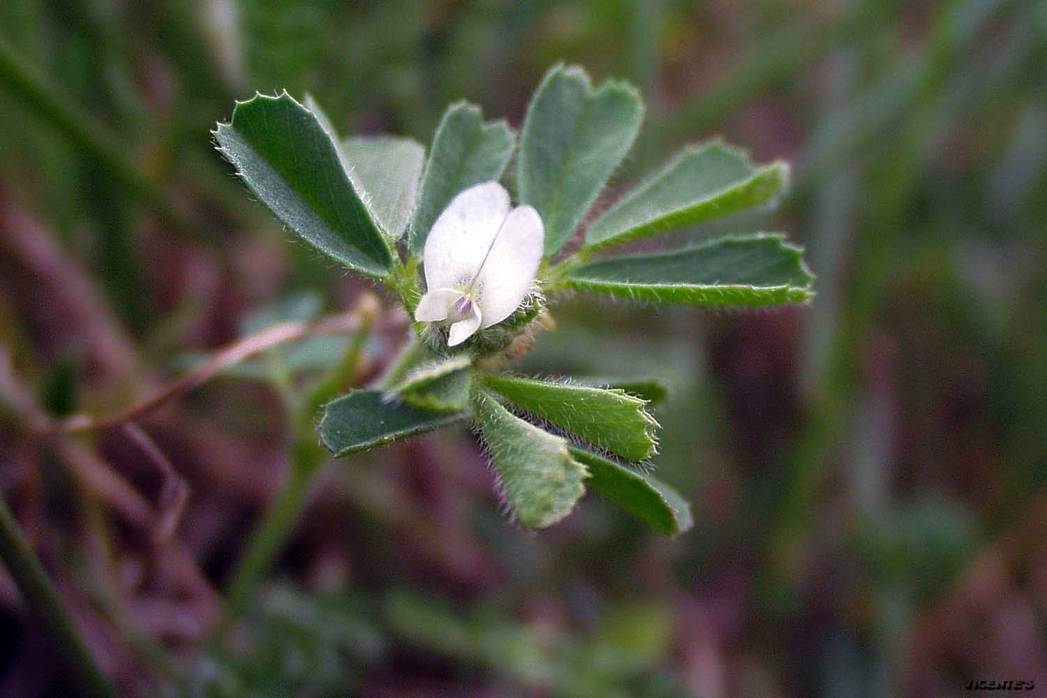 Las flores silvestres de Hormaza: Trigonella foenum-graecum subsp. gladiata