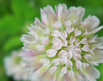 patternpatisserie: A pictorial ode to a humble flower.