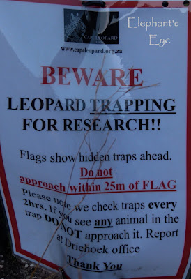 Elephant's Eye: With the Cape Leopard Trust at Driehoek