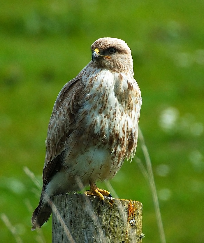 dave perrett wildlife photography