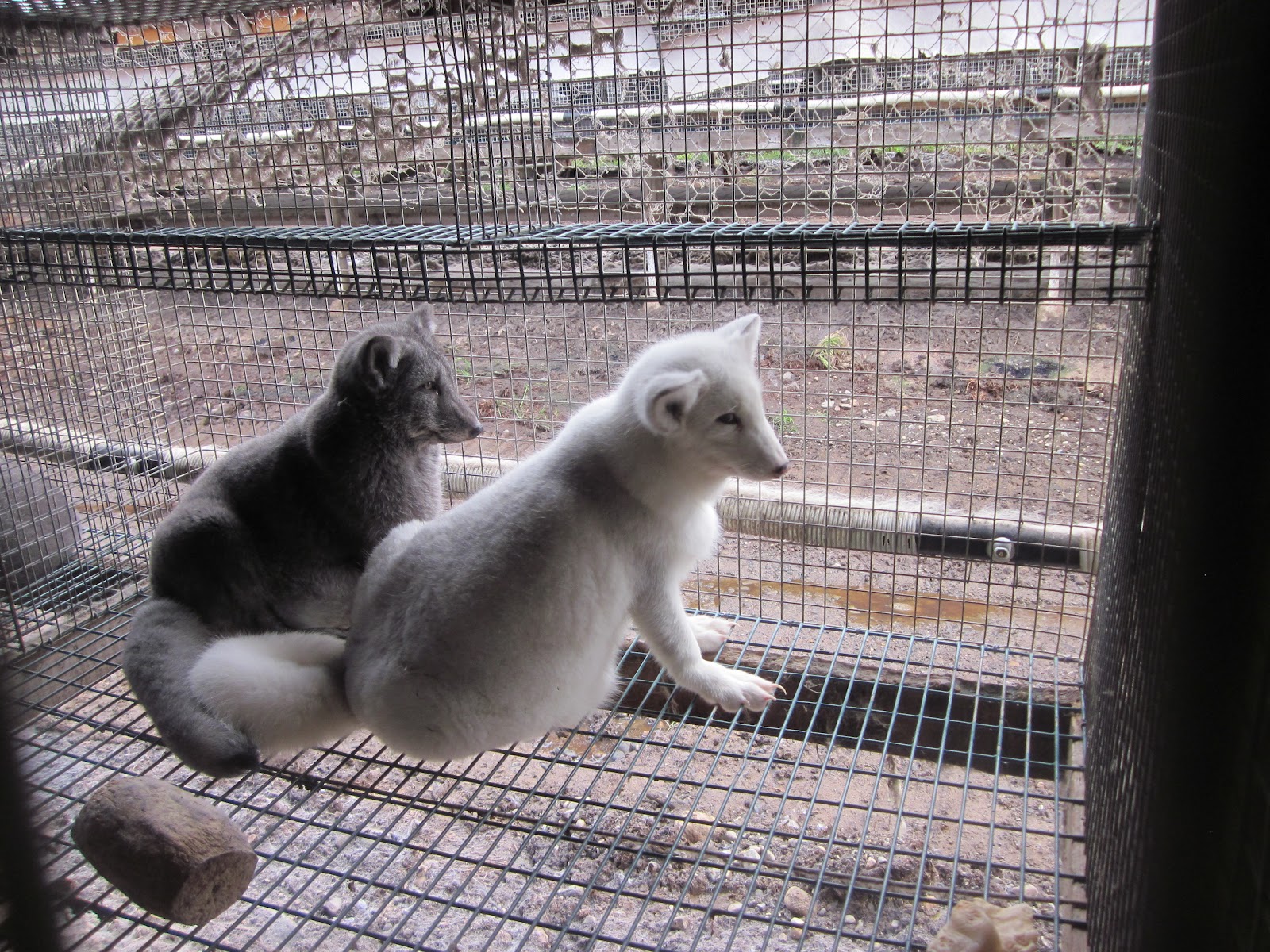 Animal science: Fur farming - animal species and annual cycle