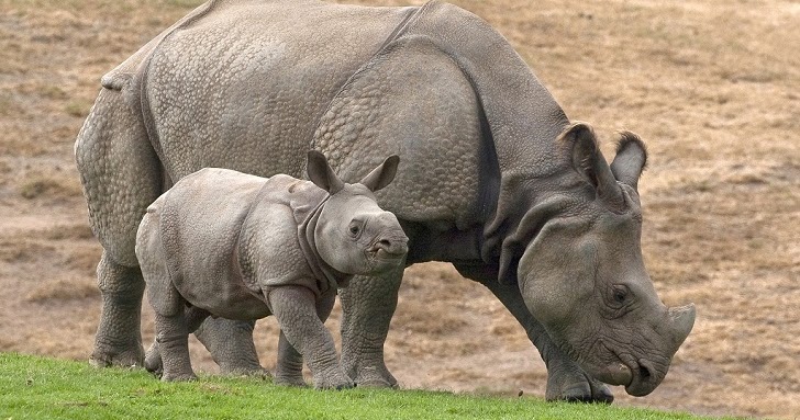 Mengapa Badak Jawa Terancam Punah? | Belajar Sampai Mati
