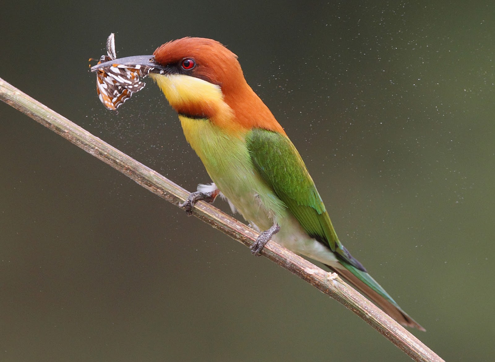 Kek Lok Si Temple: The most ornate Bee-eater colony