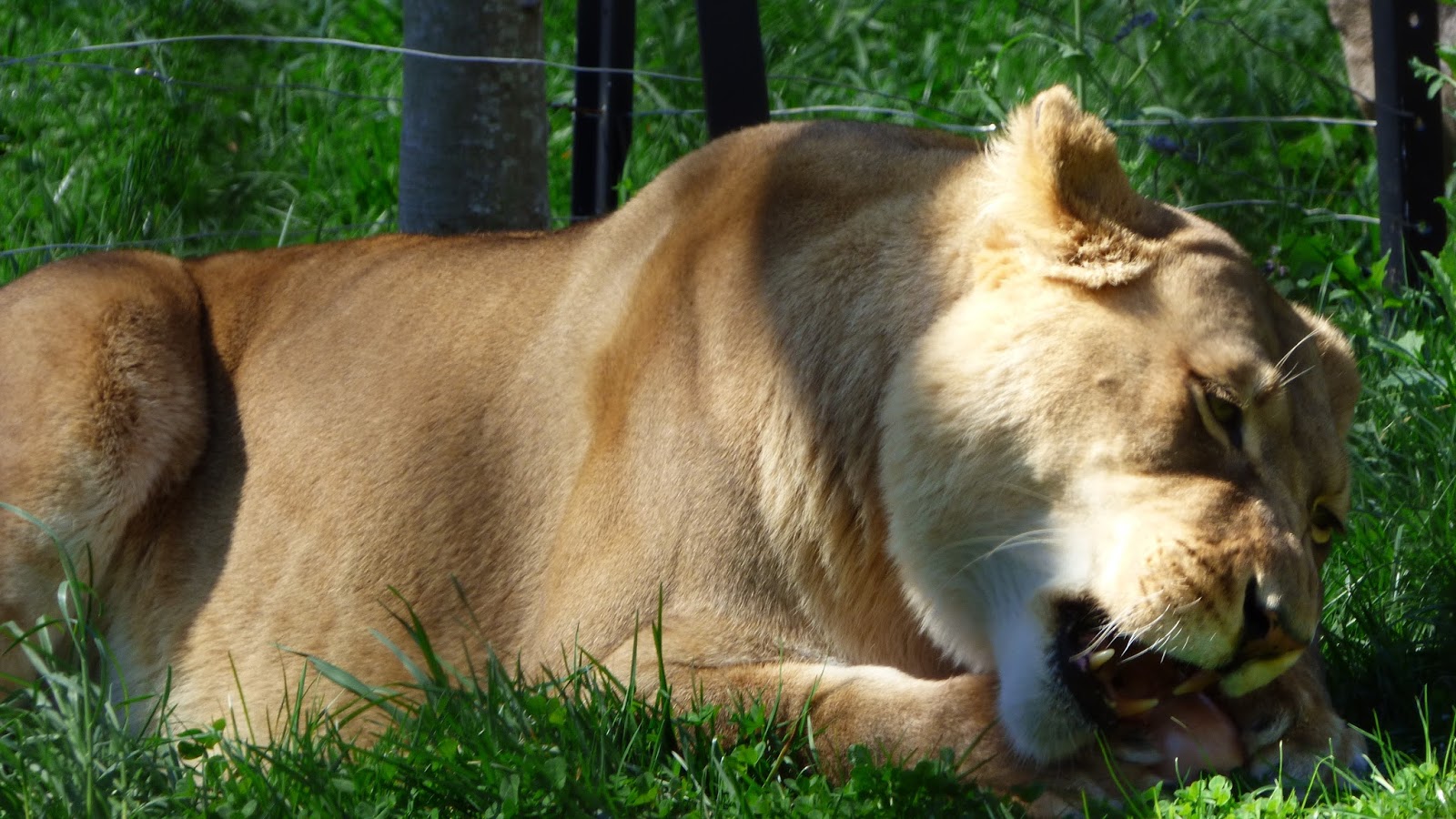 Change Bound: Springtime at the Knoxville Zoo: Animals in Transition