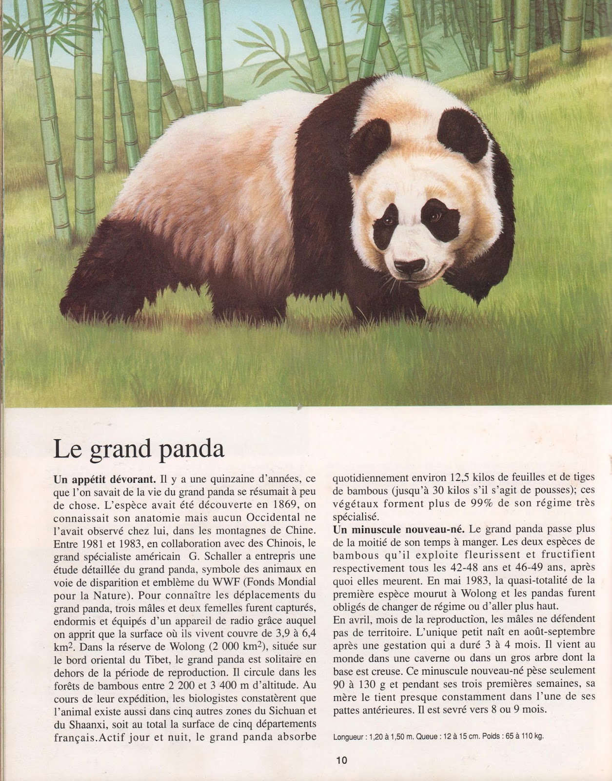 Leçons de choses: Pariselle, Les animaux en voie de disparition (1991)