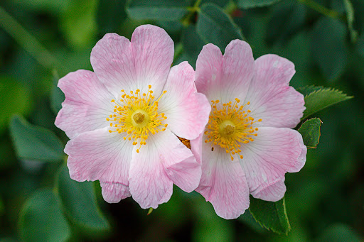 DezignEasy: Sweetbrier in Spring Blossom Free Image