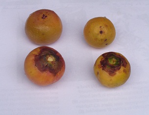 Família Bellé Agroecologia & Agroindústria: Frutas Nativas